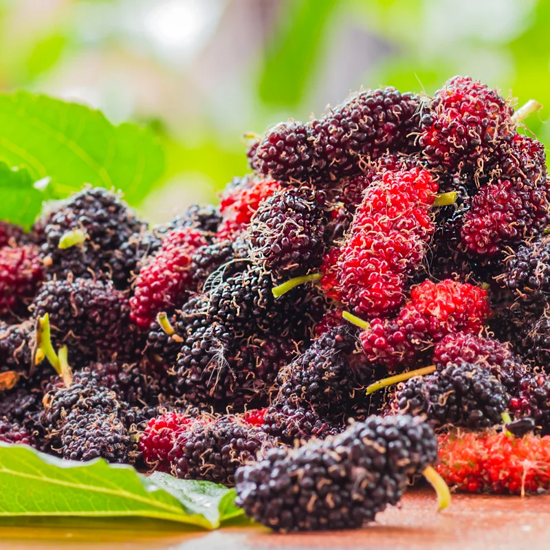 Buy Mulberry Tree Live Plant - Edible Fruit Berry Seedlings