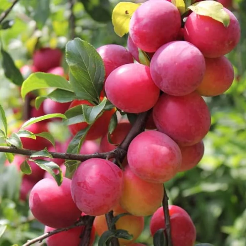 American Plum Trees: Buy Live Sweet Plum Plants Online