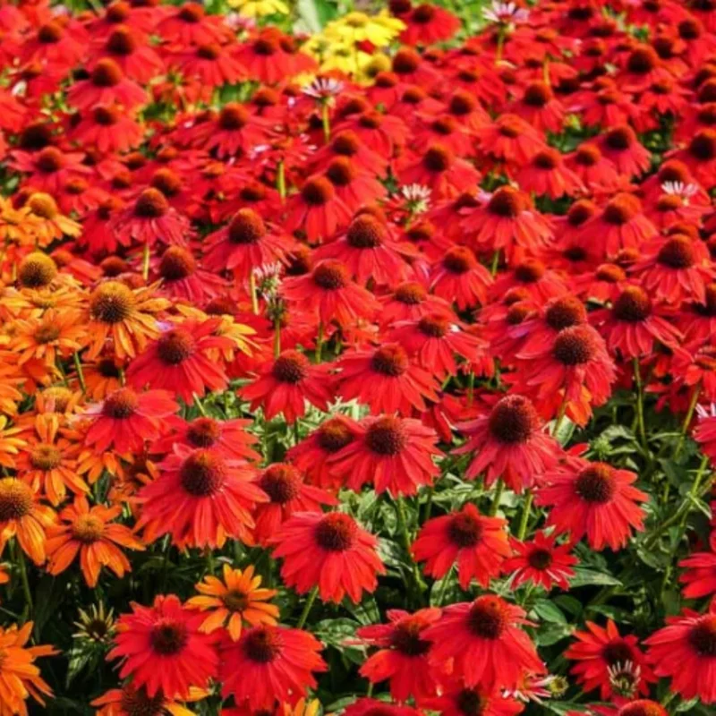 Red Coneflower Plants Live - Echinacea Perennial Plugs