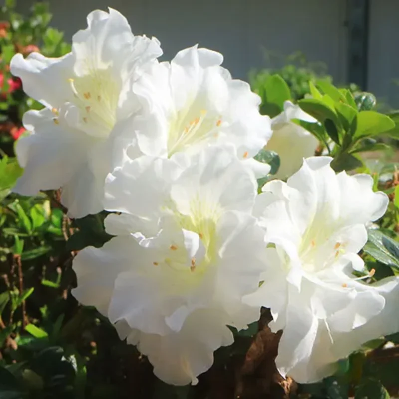 White Azalea Tree Live Plant - Year-Round Blooms