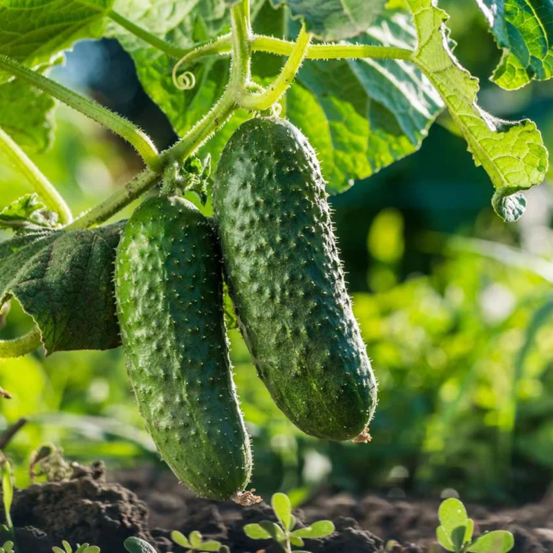 Buy Green Cucumber Plants Live - Grow Your Own Cucumbers