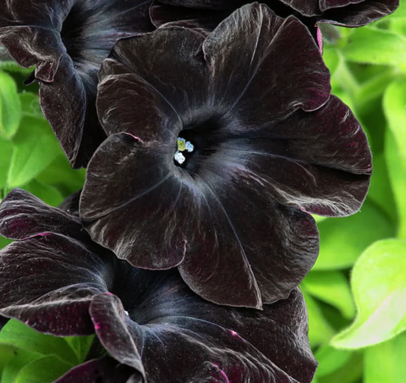Black Petunia Plants - Perennial Flowers for Outdoor Planting