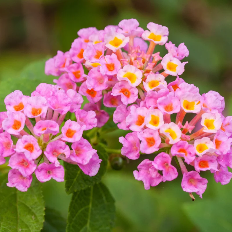 Buy Pink Lantana Plants Live - Perennial Flowers for Outdoor Planting