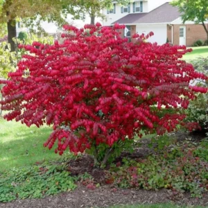 Dwarf Burning Bush Live Plant - Vibrant Red Shrub